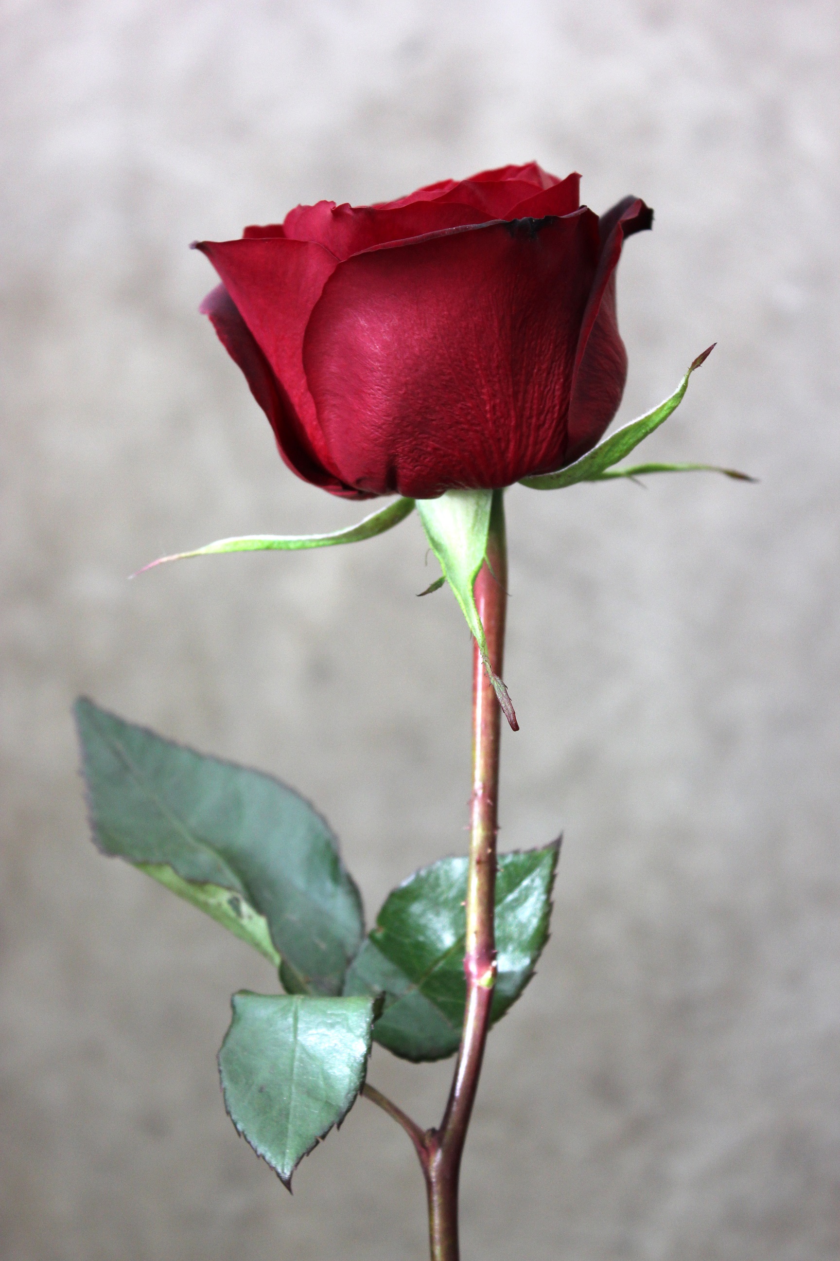 Black Magic | Stevens and Son Wholesale Florist