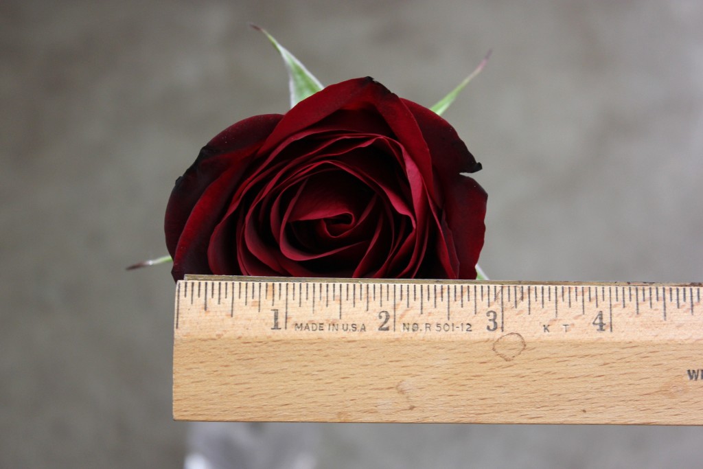 Black Magic | Stevens and Son Wholesale Florist