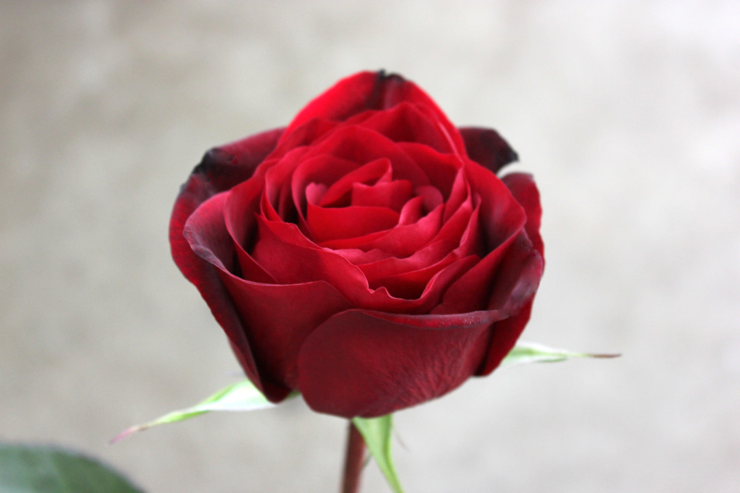 Black Magic | Stevens and Son Wholesale Florist