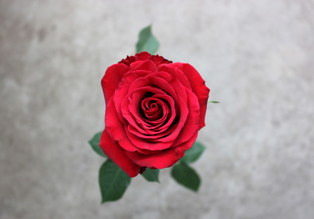 Cupido | Stevens and Son Wholesale Florist