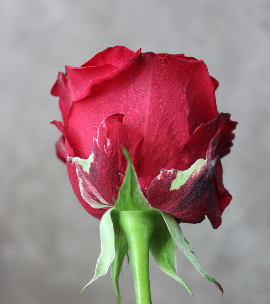 Cupido | Stevens and Son Wholesale Florist