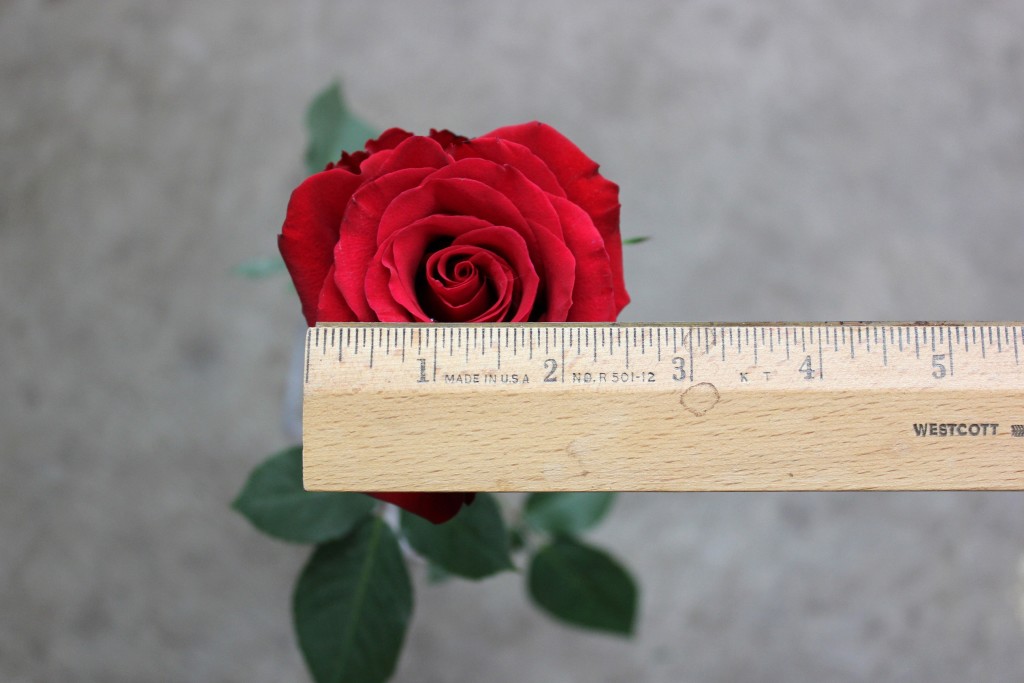 Cupido | Stevens and Son Wholesale Florist