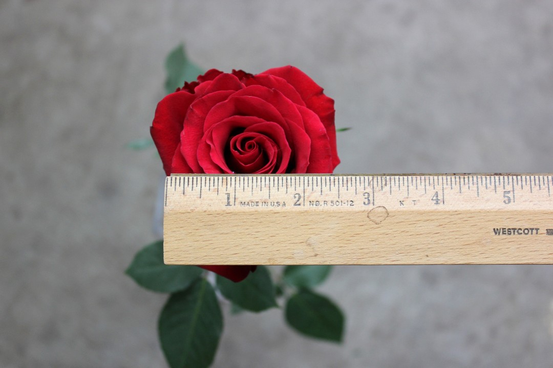 Cupido | Stevens and Son Wholesale Florist