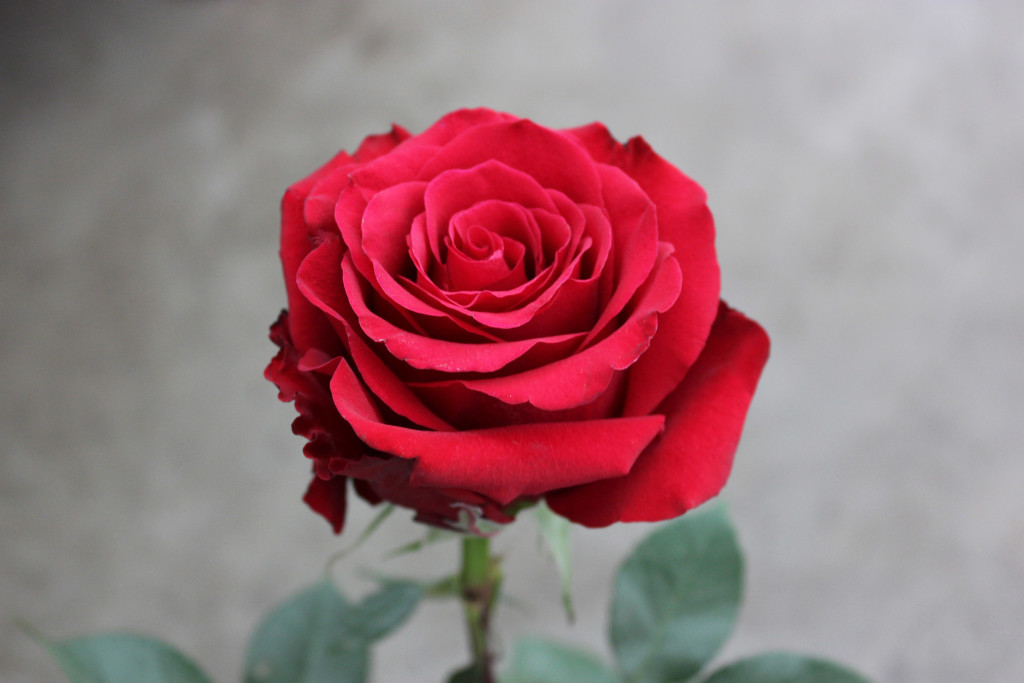 Cupido | Stevens and Son Wholesale Florist