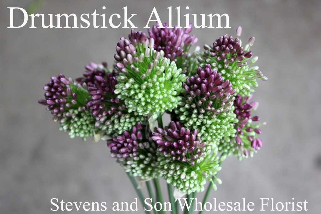 Allium | Stevens and Son Wholesale Florist