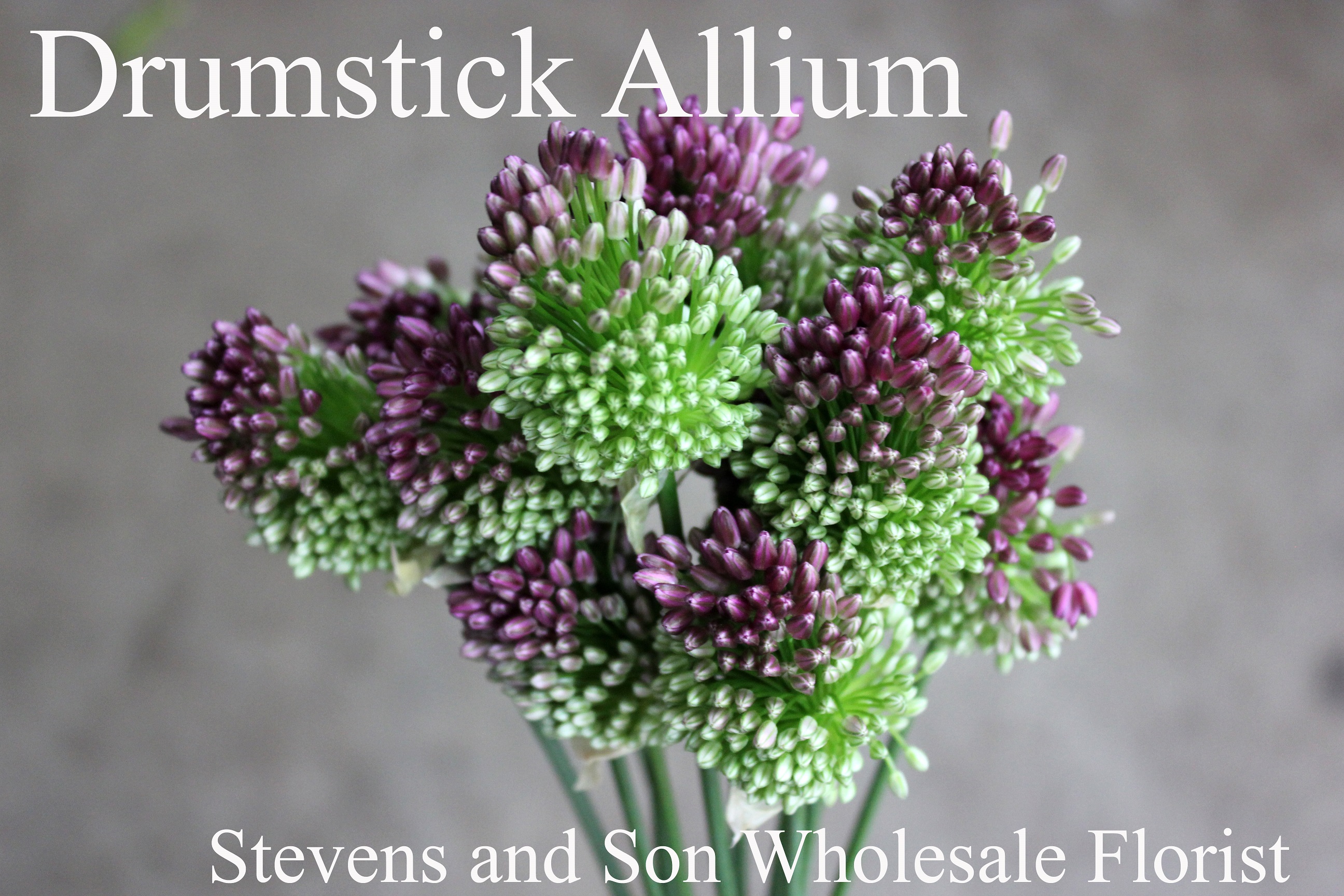 Bullet Allium