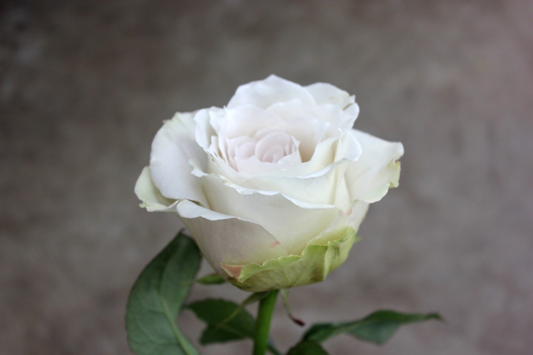 Early Grey | Stevens and Son Wholesale Florist