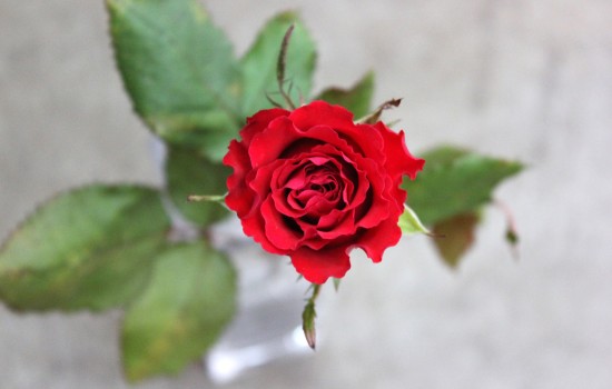 Sweetheart Roses | Stevens and Son Wholesale Florist