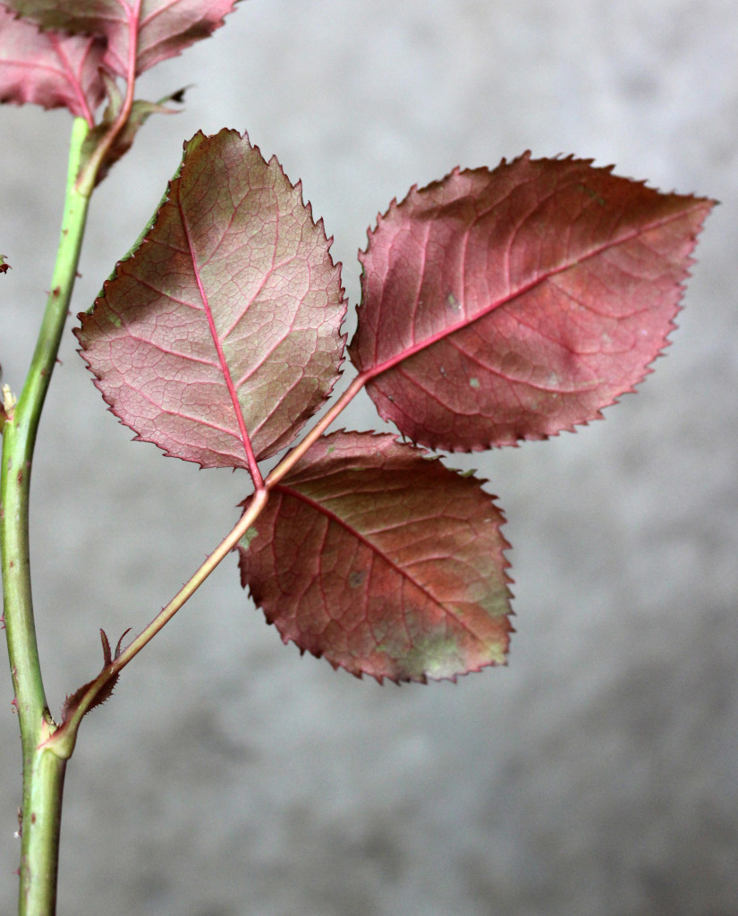 Gabriella | Stevens and Son Wholesale Florist