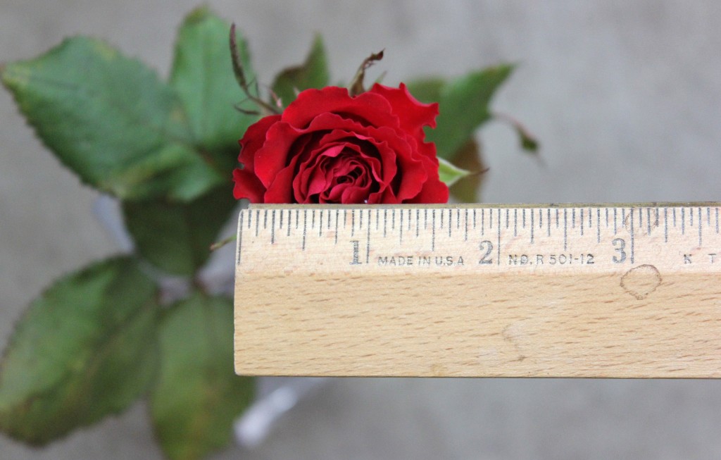 Gabriella | Stevens and Son Wholesale Florist