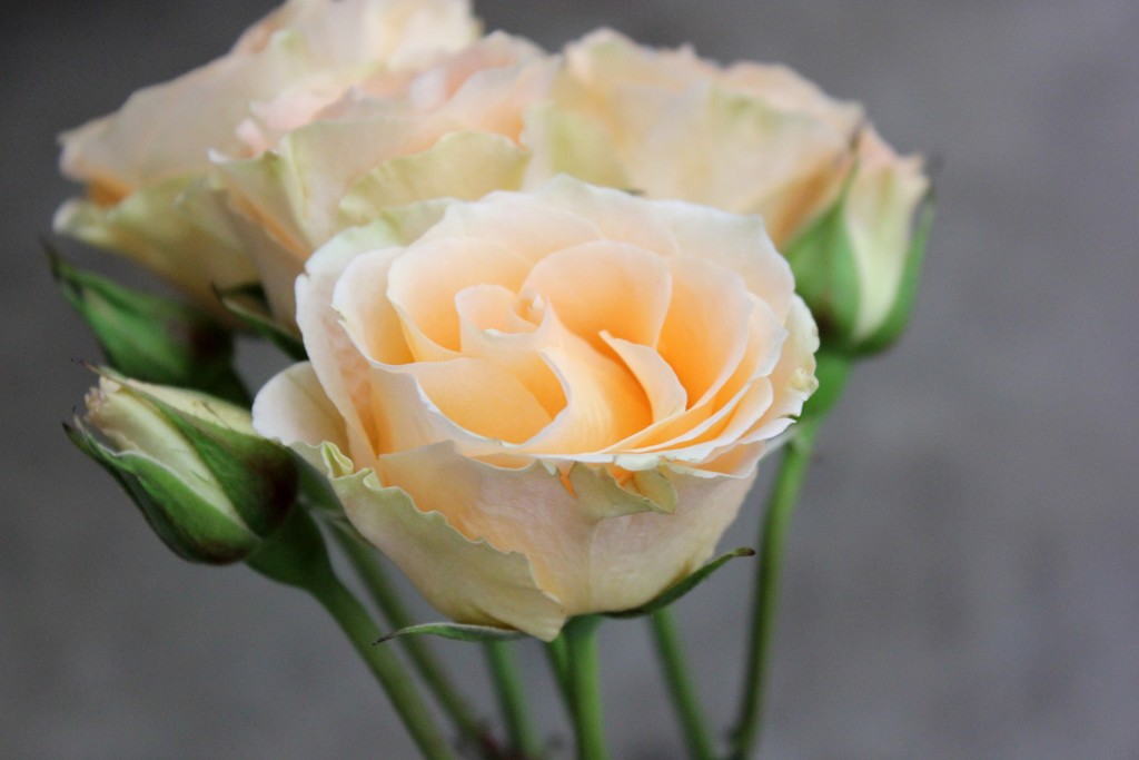 Girlie Follies | Stevens and Son Wholesale Florist