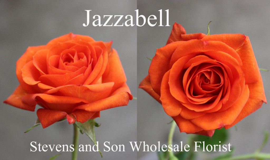 Spray Roses | Stevens and Son Wholesale Florist