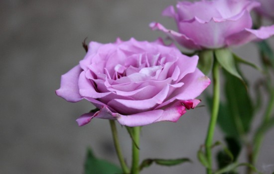 Spray Roses | Stevens and Son Wholesale Florist