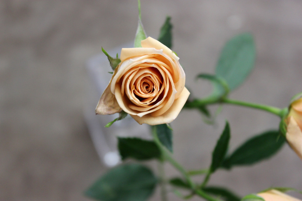 Sahara Spray | Stevens and Son Wholesale Florist