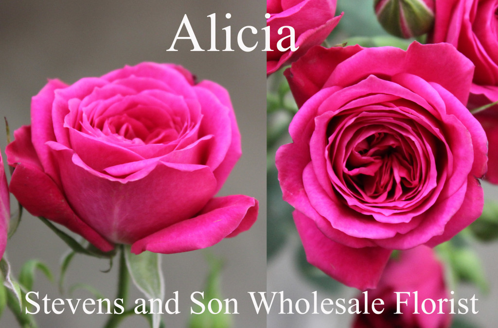 Spray Roses | Stevens and Son Wholesale Florist