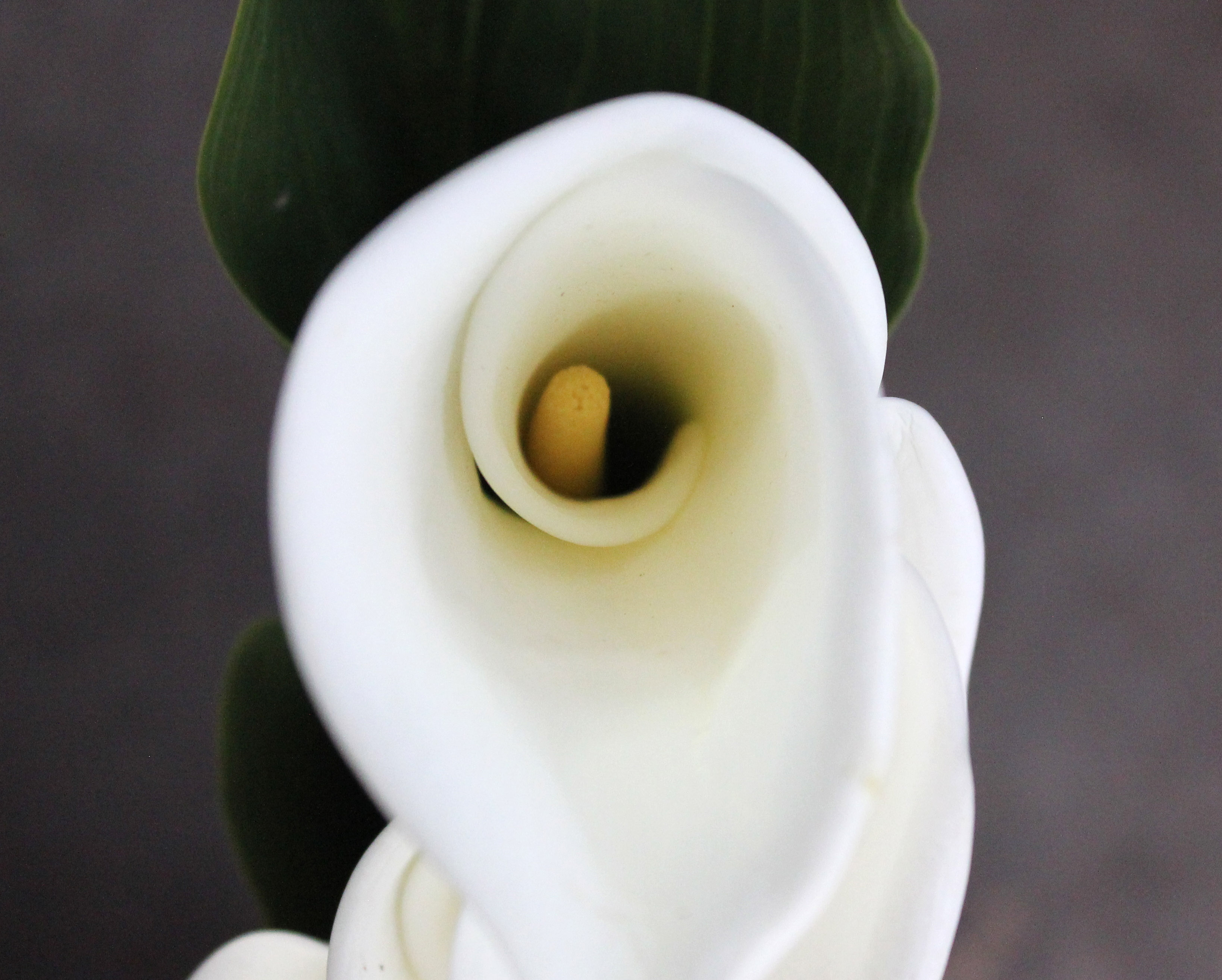 Calla Lily | Stevens and Son Wholesale Florist
