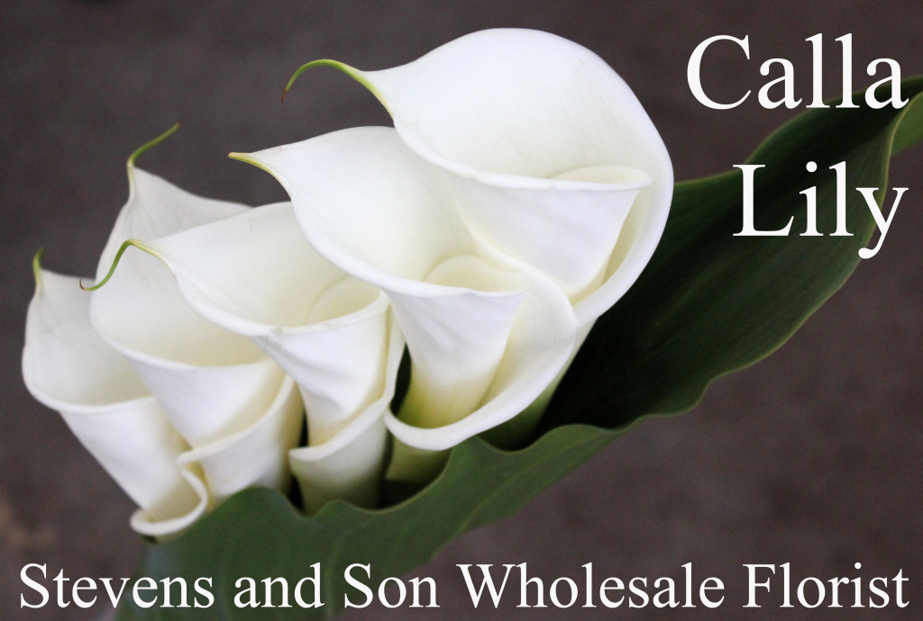 Fresh Flowers | Stevens and Son Wholesale Florist