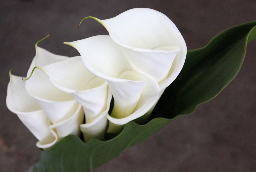 Calla Lily | Stevens and Son Wholesale Florist