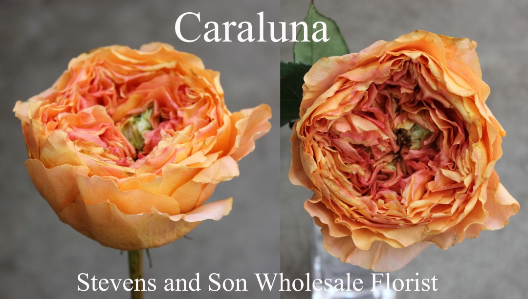 Garden Roses | Stevens and Son Wholesale Florist