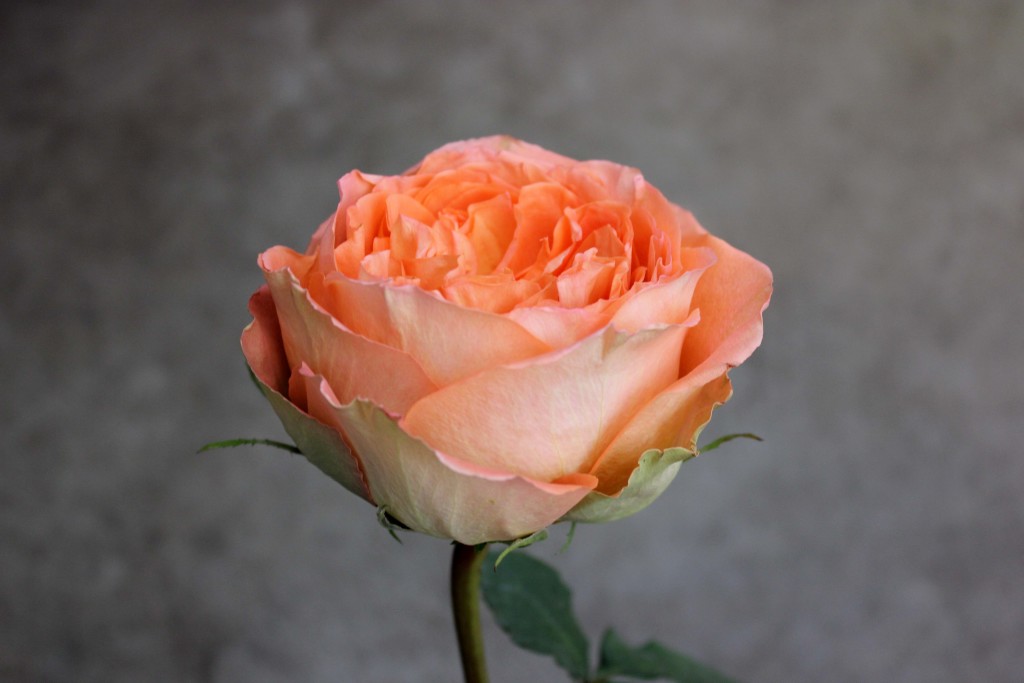 Country Home | Stevens and Son Wholesale Florist