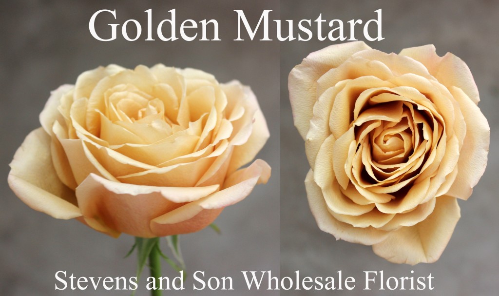 Roses-Color | Stevens and Son Wholesale Florist