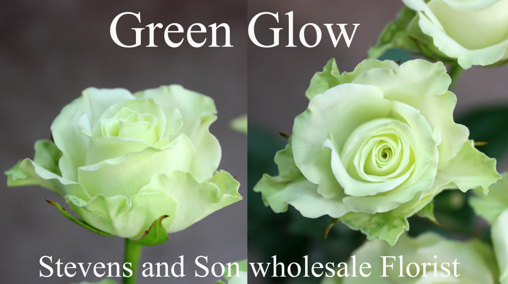 Spray Roses | Stevens and Son Wholesale Florist