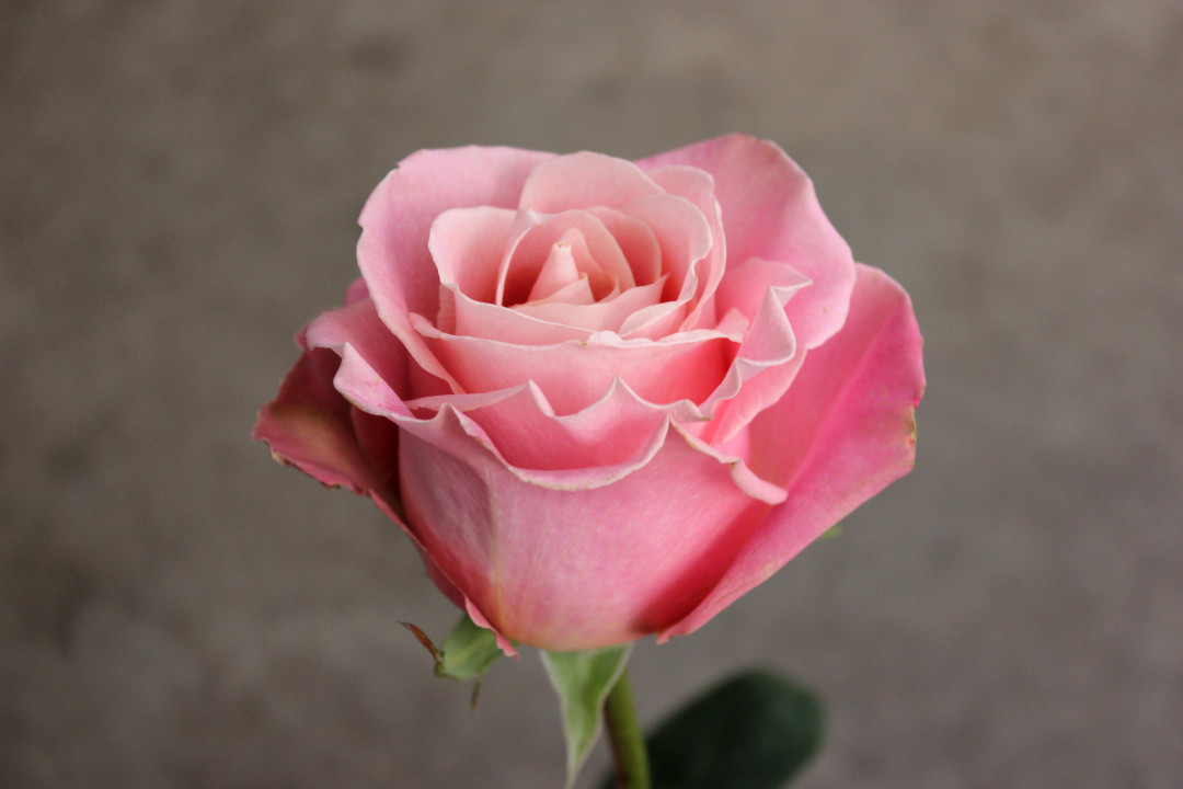 Hermosa | Stevens and Son Wholesale Florist