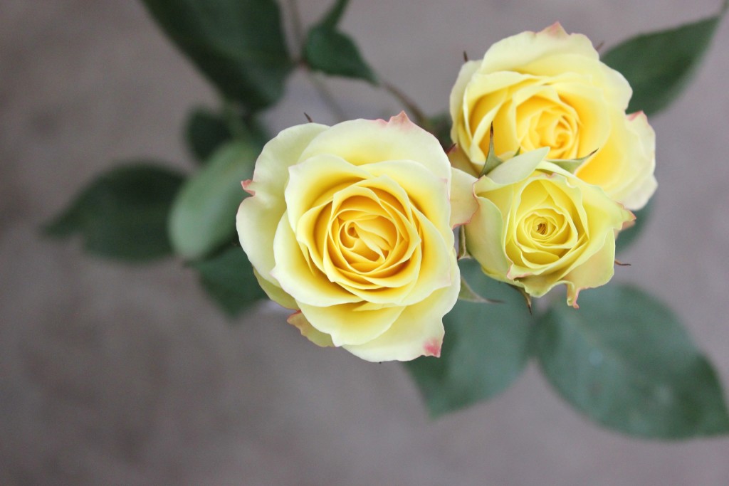 Limoncello | Stevens and Son Wholesale Florist