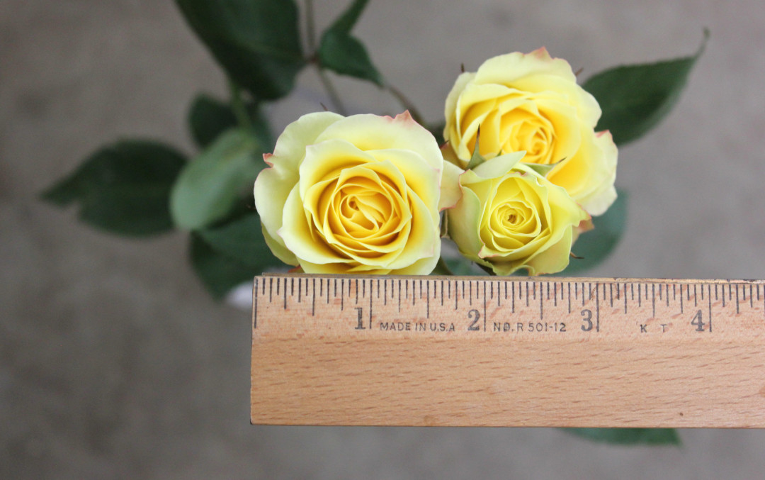 Limoncello | Stevens and Son Wholesale Florist