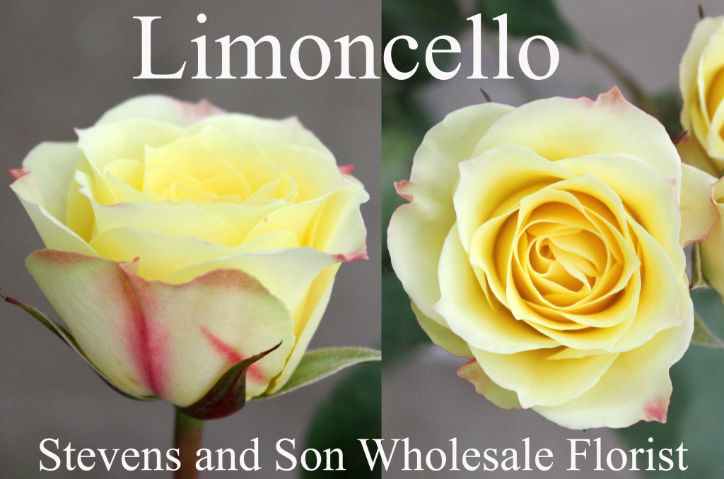 Spray Roses | Stevens and Son Wholesale Florist