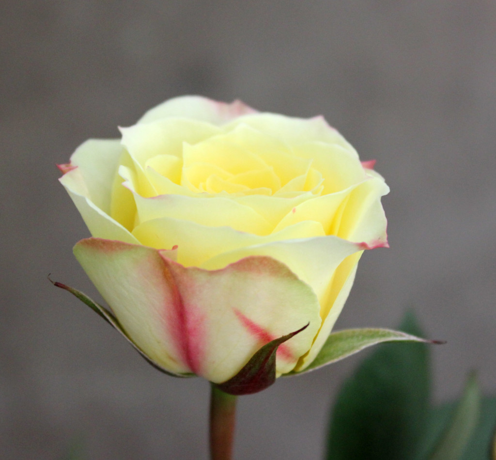 Limoncello | Stevens and Son Wholesale Florist