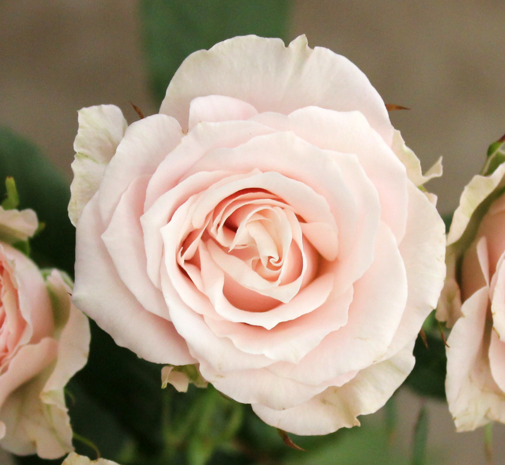 Muscadet | Stevens and Son Wholesale Florist