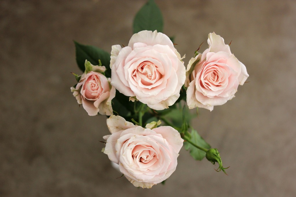 Muscadet | Stevens and Son Wholesale Florist