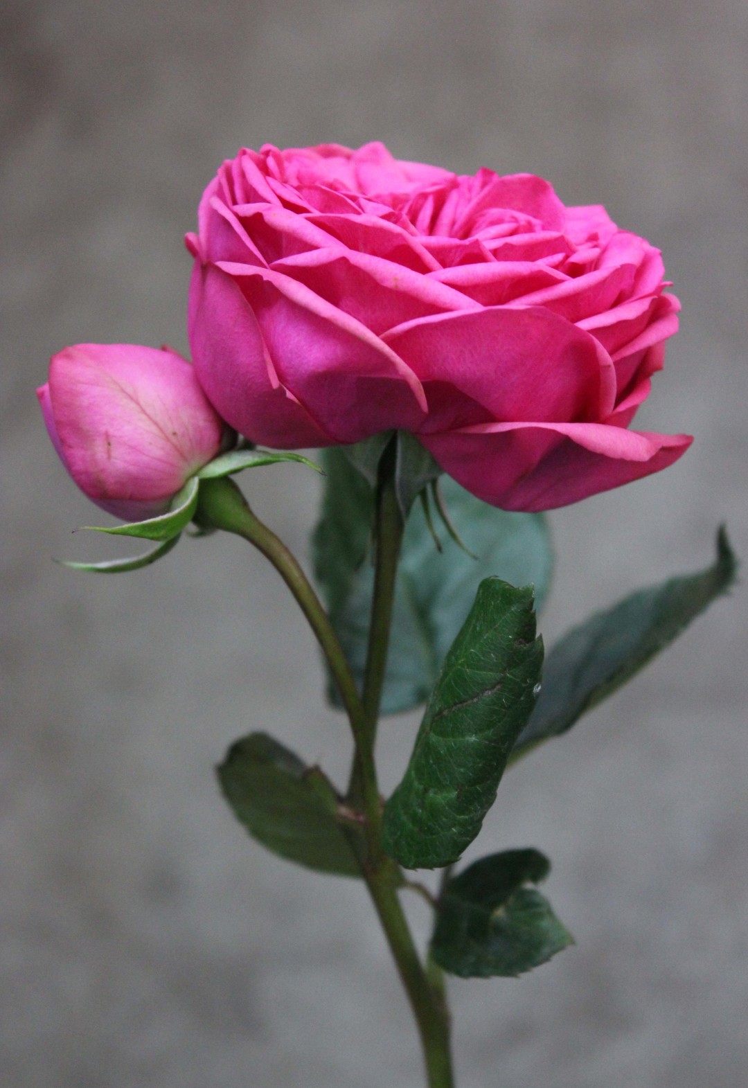 Pink Piano | Stevens and Son Wholesale Florist