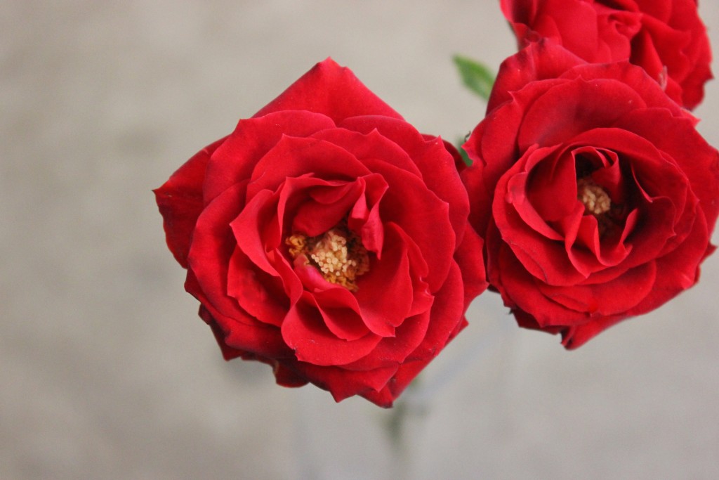 Red Mikado | Stevens and Son Wholesale Florist