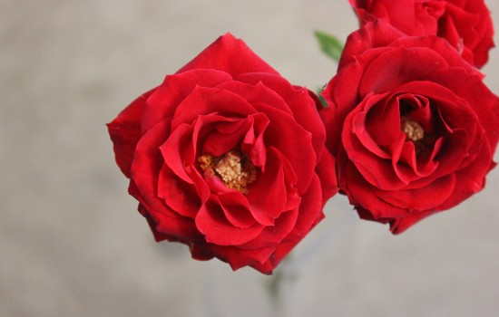 Spray Roses | Stevens and Son Wholesale Florist