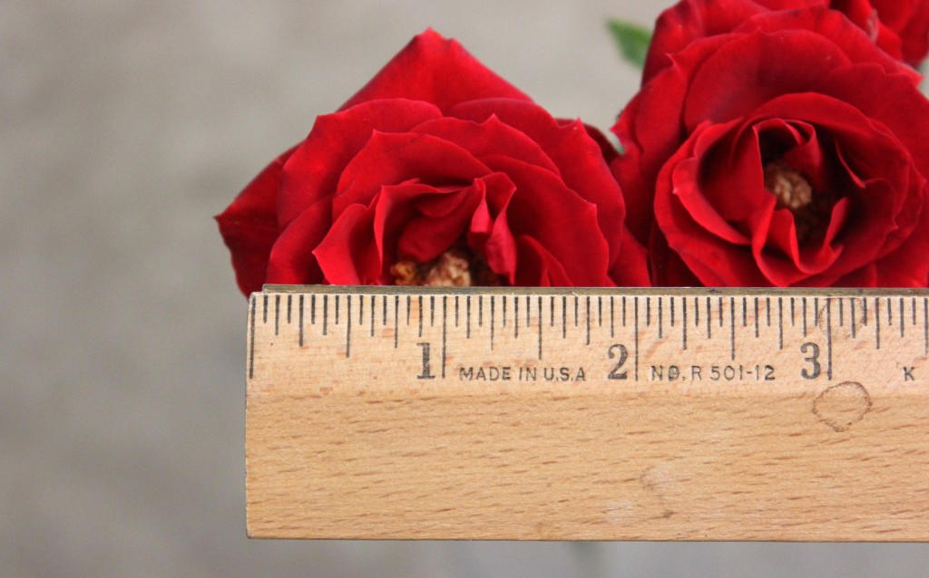 Red Mikado | Stevens and Son Wholesale Florist