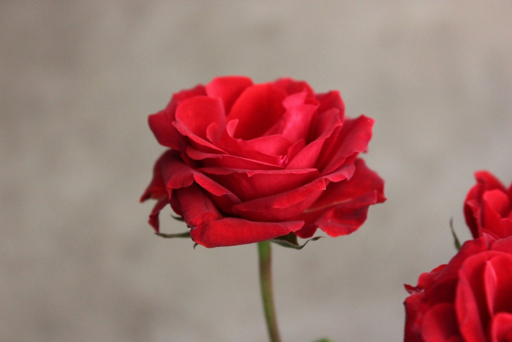 Red Mikado | Stevens and Son Wholesale Florist