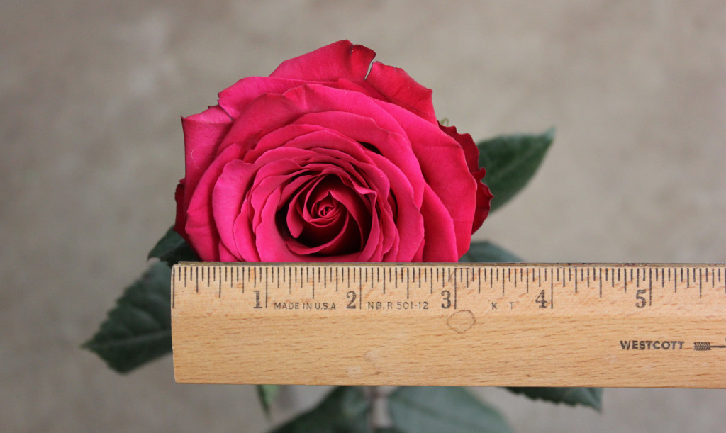 Roseberry | Stevens and Son Wholesale Florist