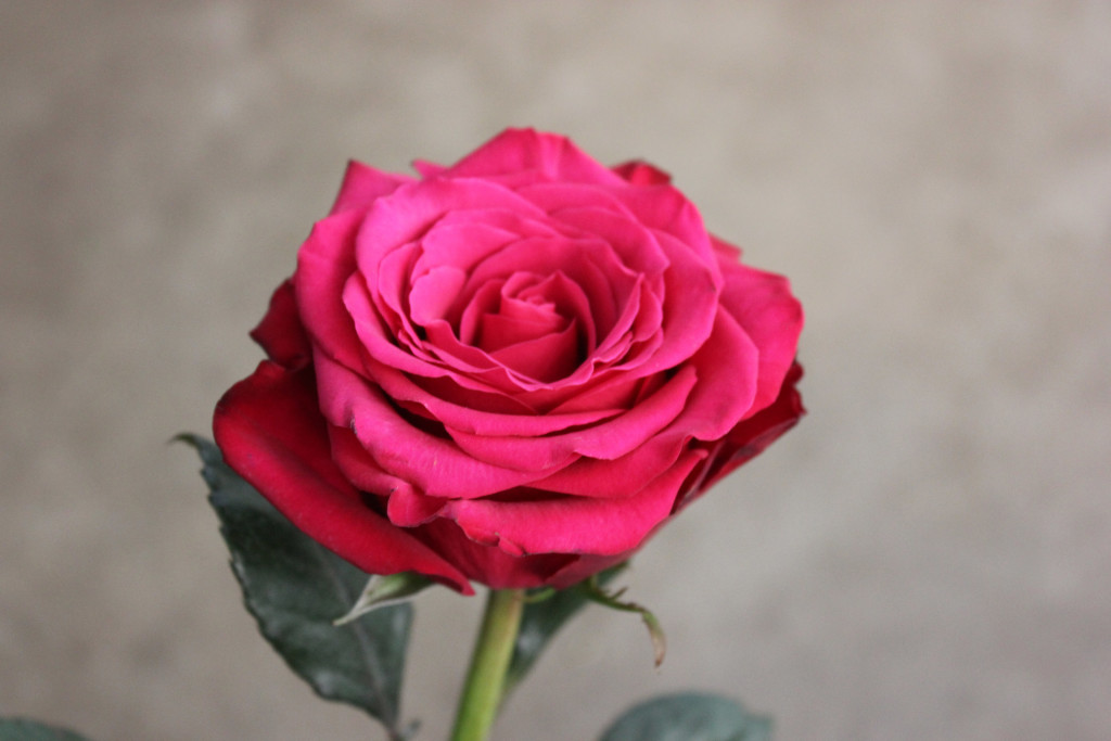 Roseberry | Stevens and Son Wholesale Florist