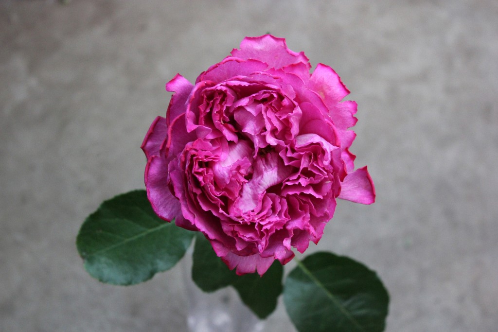 Yves Piaget | Stevens and Son Wholesale Florist