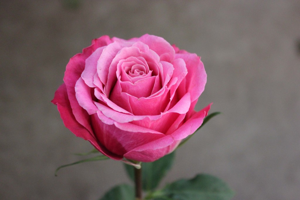 Beauty By Oger | Stevens and Son Wholesale Florist