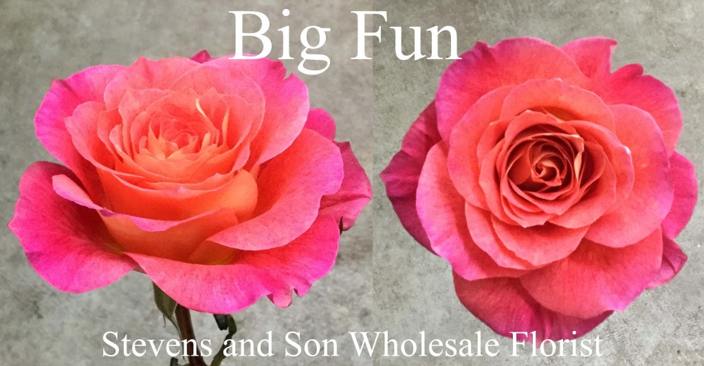 Roses Search By Name | Stevens and Son Wholesale Florist