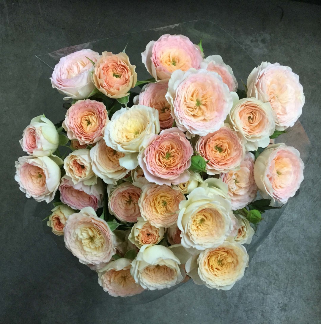 Blushing Parasol | Stevens and Son Wholesale Florist