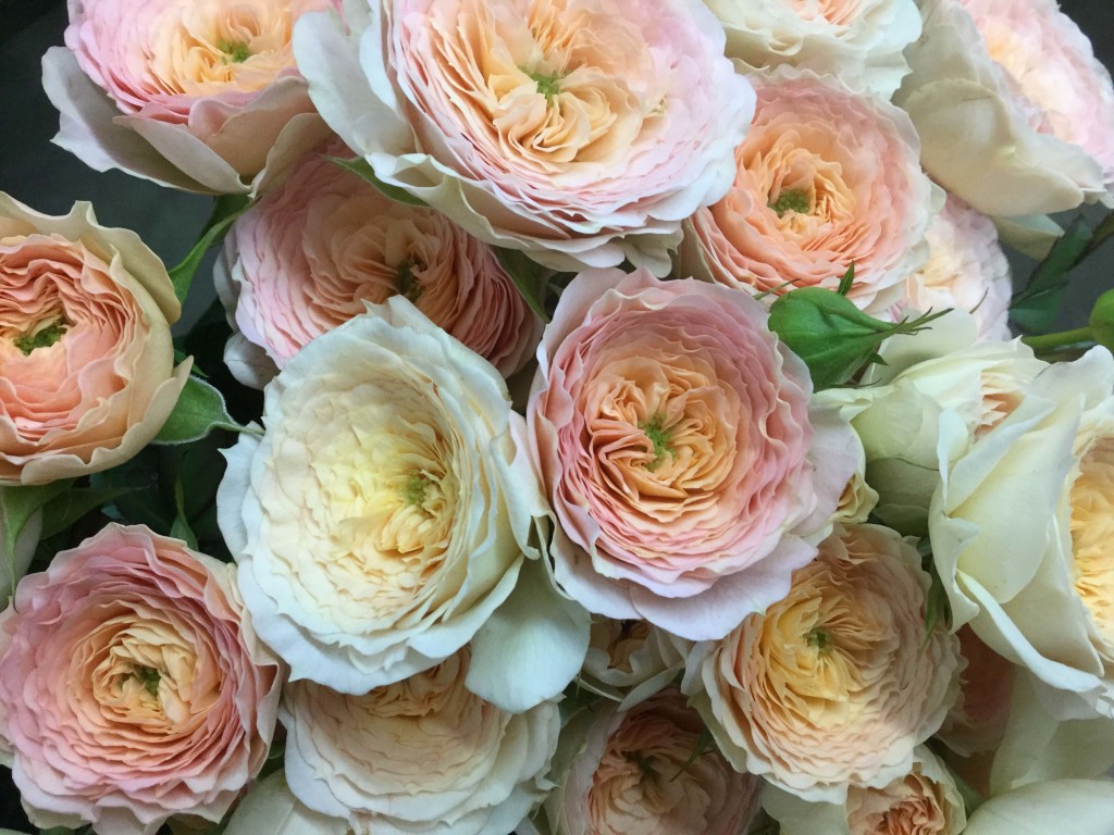 Blushing Parasol | Stevens and Son Wholesale Florist