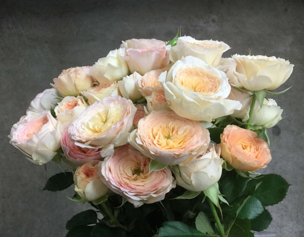Blushing Parasol | Stevens and Son Wholesale Florist