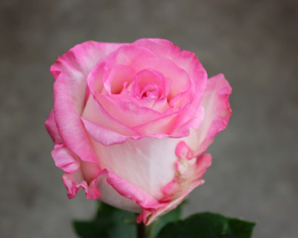 Boulevard | Stevens and Son Wholesale Florist