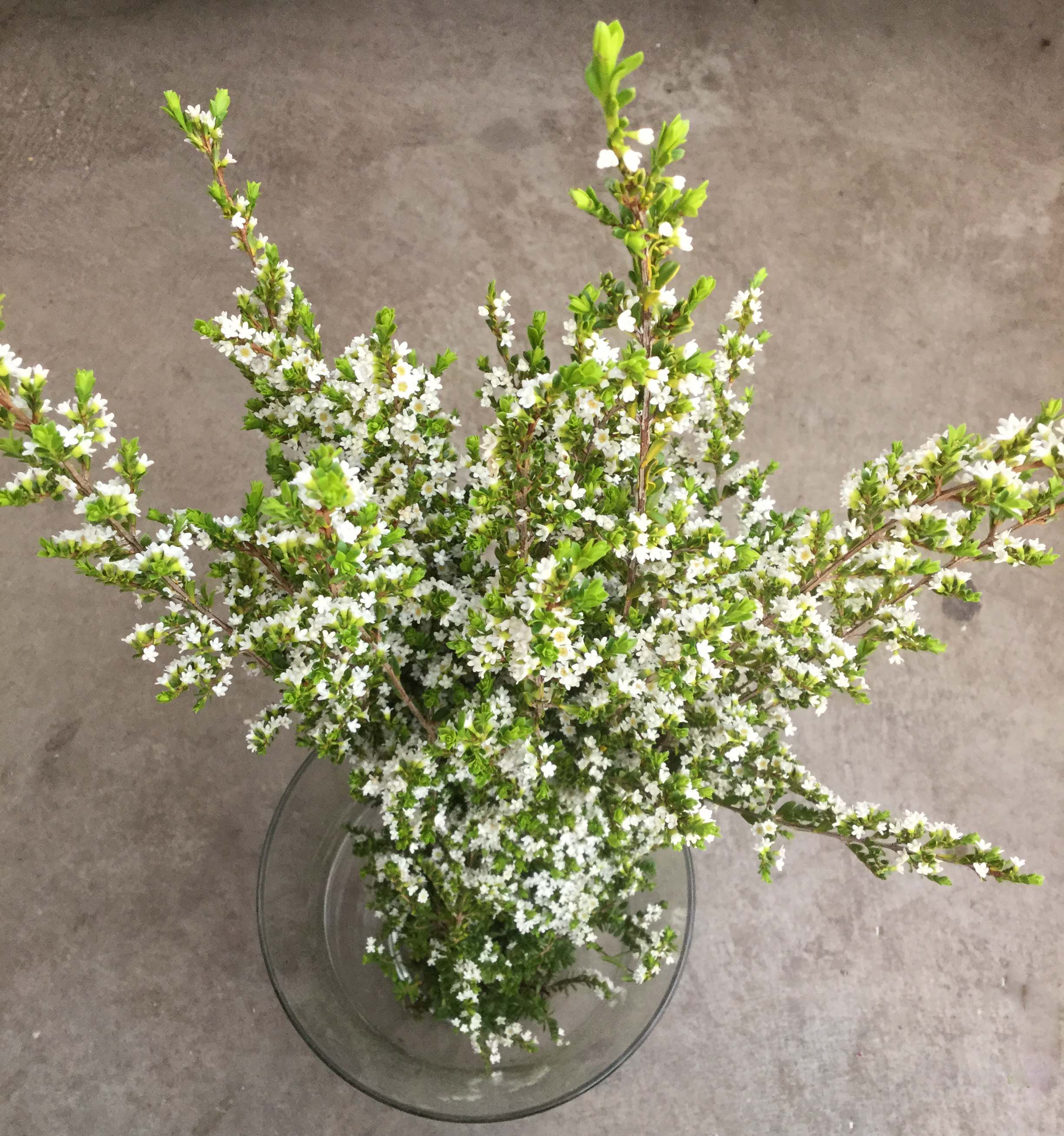 Calycina | Stevens and Son Wholesale Florist