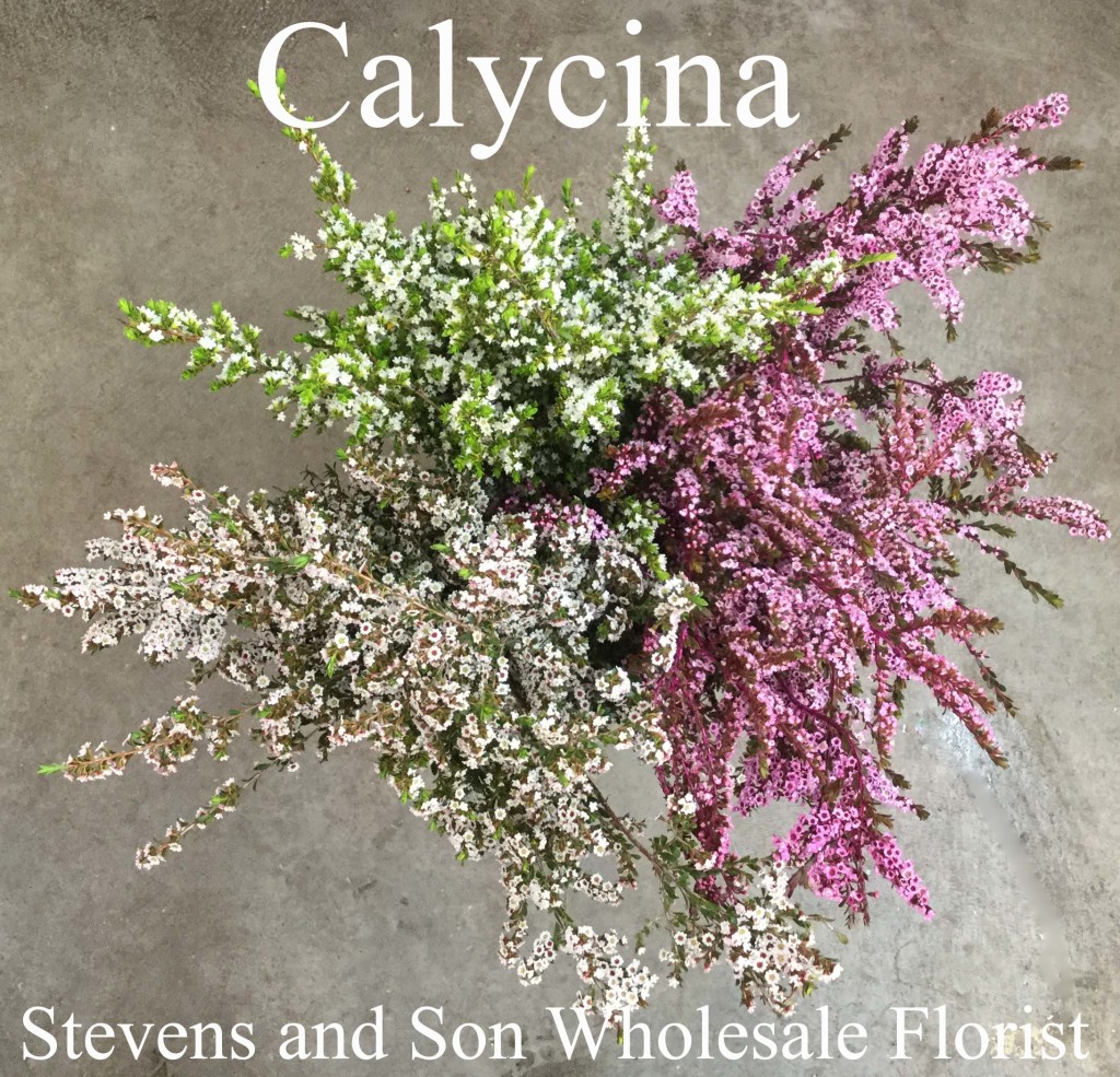 Filler Flowers | Stevens and Son Wholesale Florist