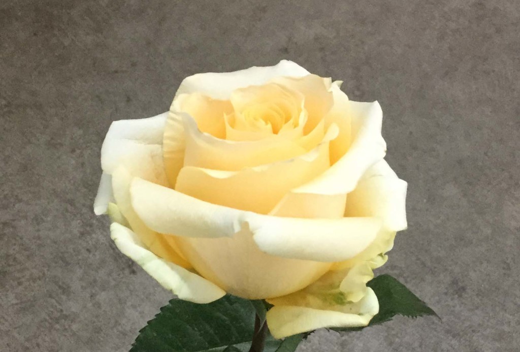 Creme de la Creme | Stevens and Son Wholesale Florist